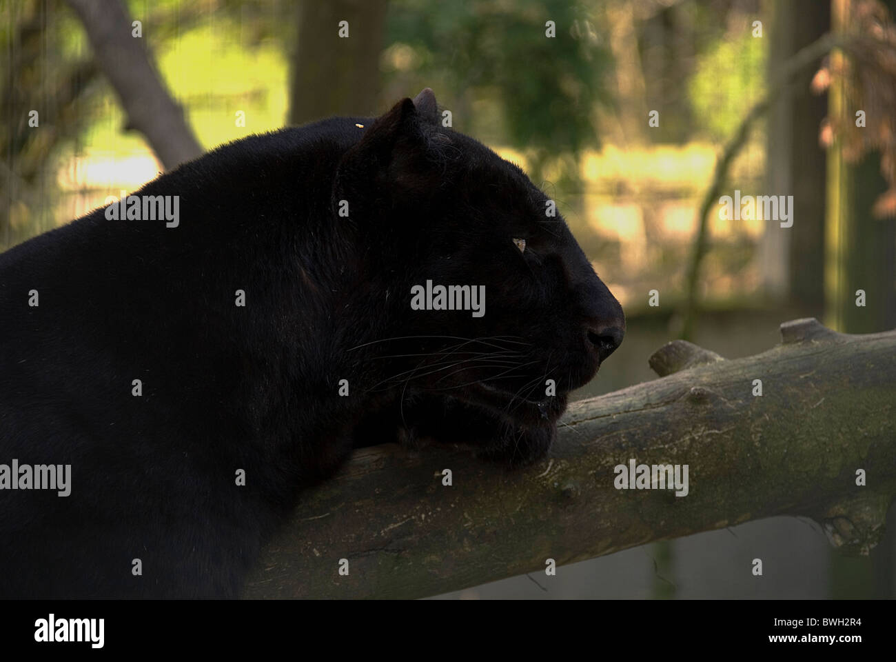 Melanistic or Black Leopard a genetic mutation caused by the increased ...