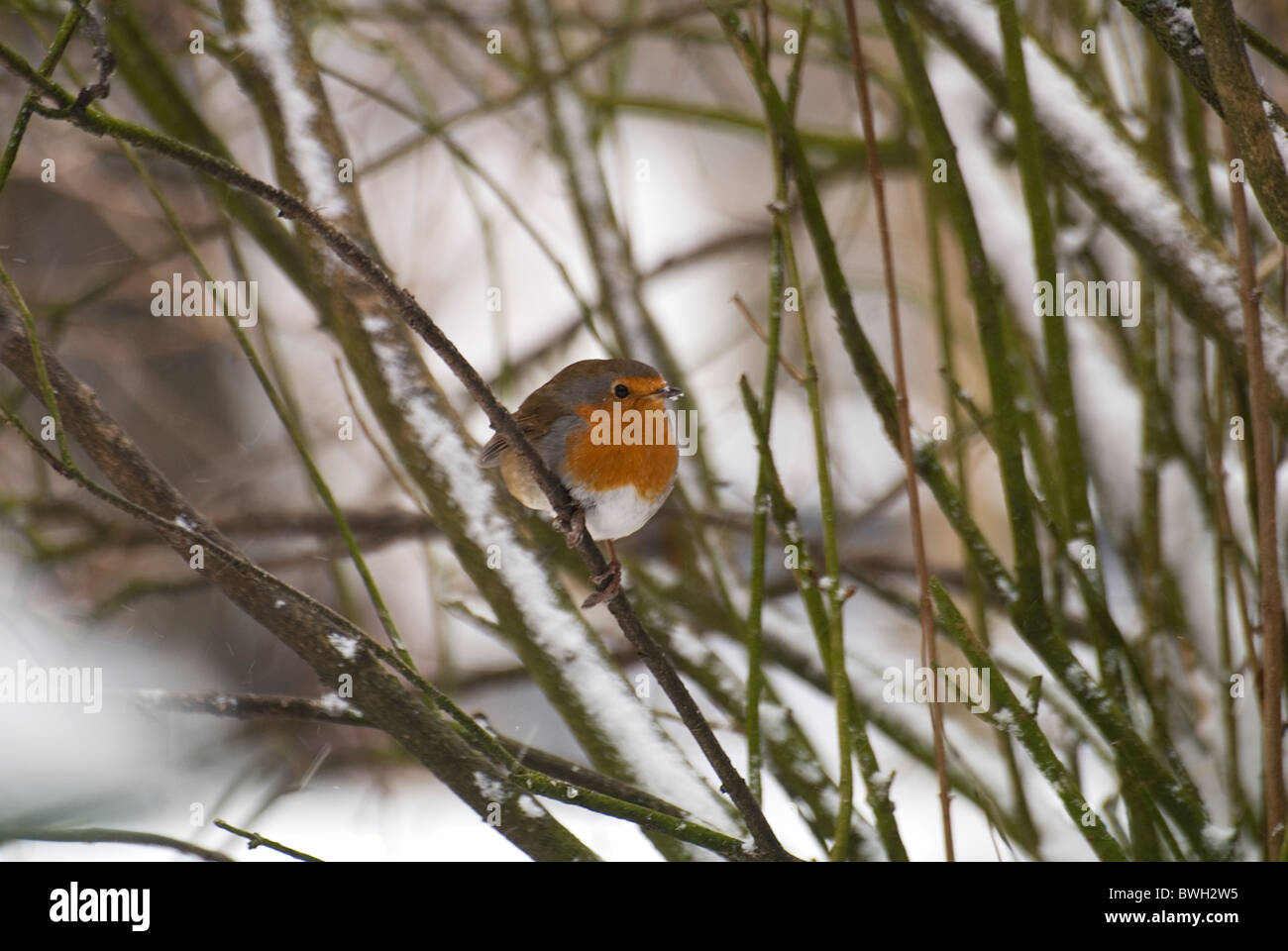 Robin winter scene hi-res stock photography and images - Alamy
