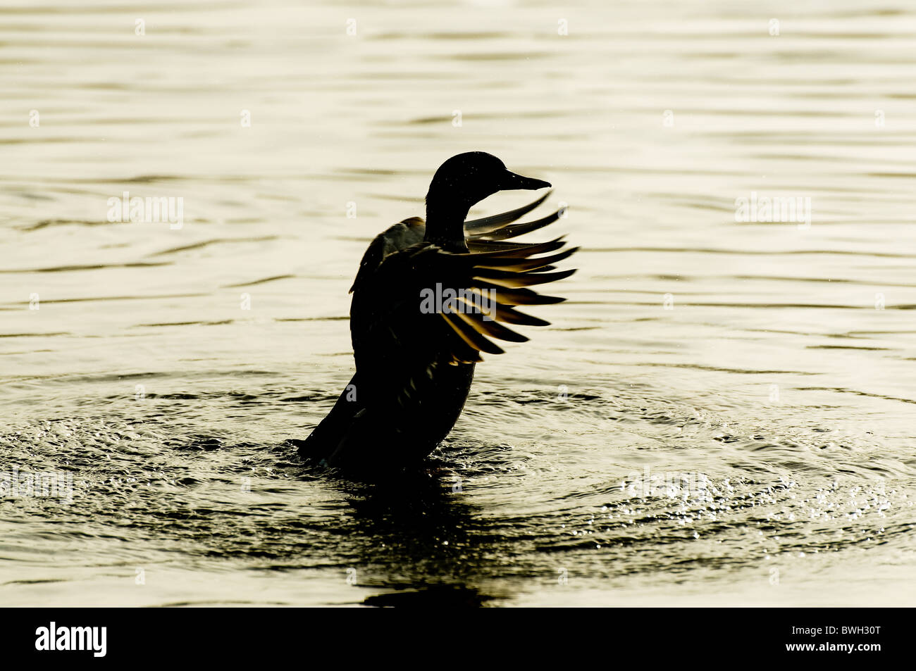 Mallard duck stretching and washing at Thatcham reedbeds Stock Photo ...