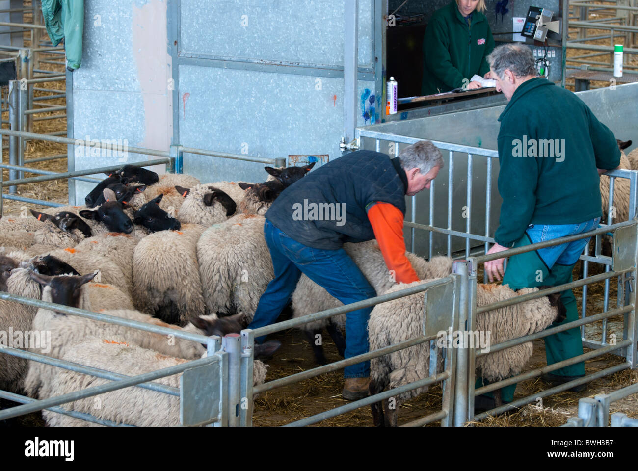 Stockmen moving sheep at Melton Mowbray livestock Market ...