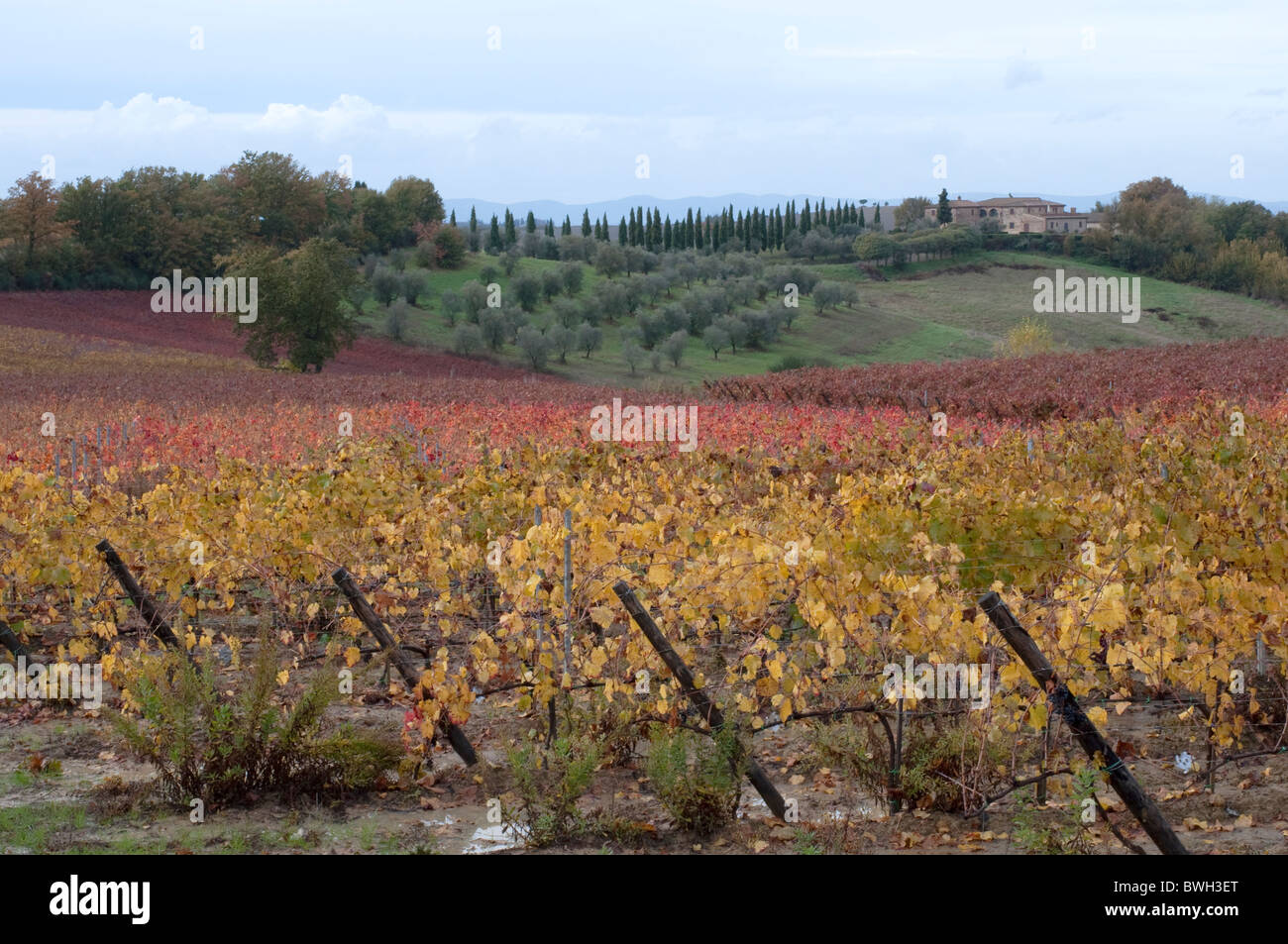 A beautiful Tuscany autumn landscape with vineyard, olive grove and a ...