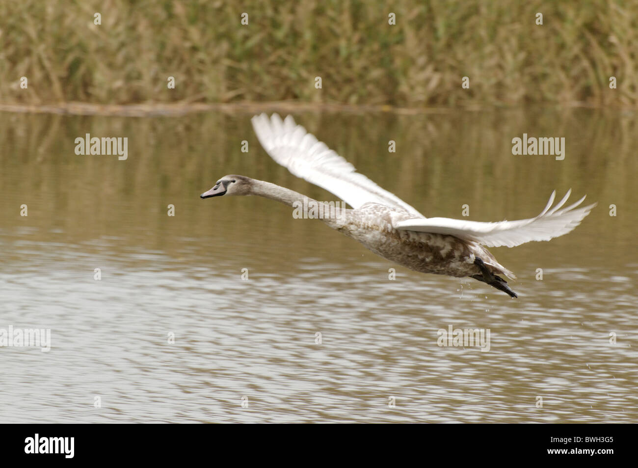 Cygnet in flight hi-res stock photography and images - Alamy