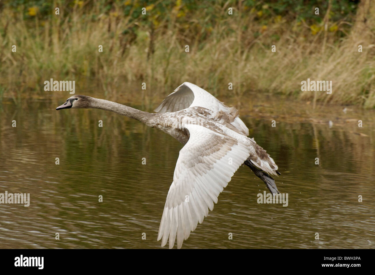 Cygnet in flight hi-res stock photography and images - Alamy