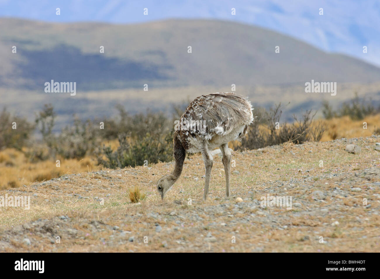 Lesser Rhea (Pterocnemia pennata, Nandu, Choique), near Parque Nacional ...