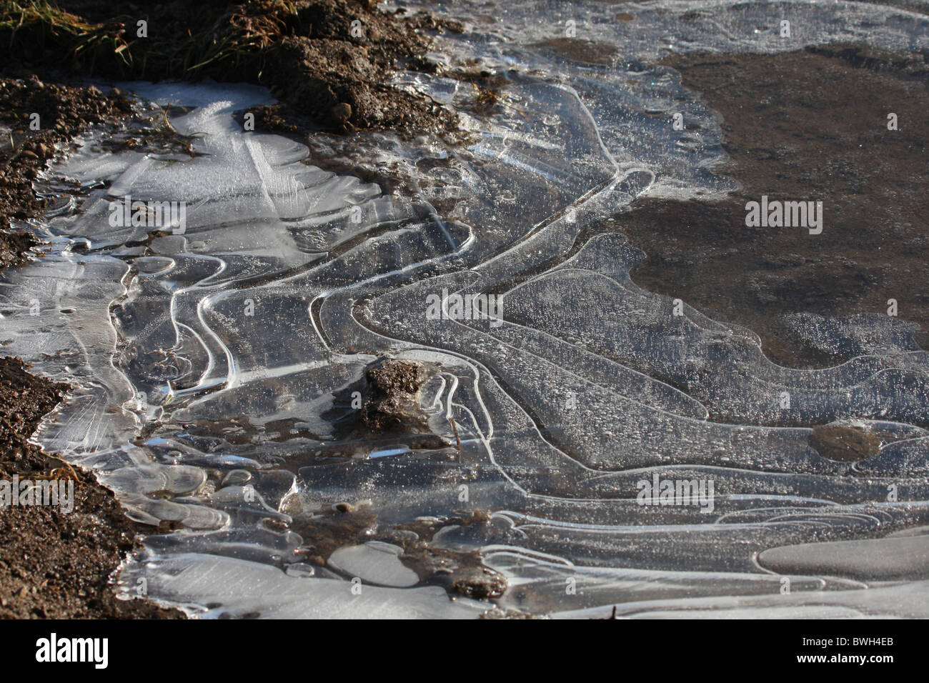 ice on a puddle Stock Photo - Alamy