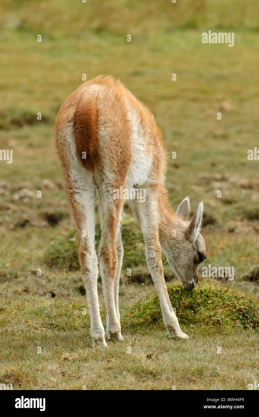 Feeding Guanaco (Lama guanicoe), Parque Nacional Torres del Paine Chile ...