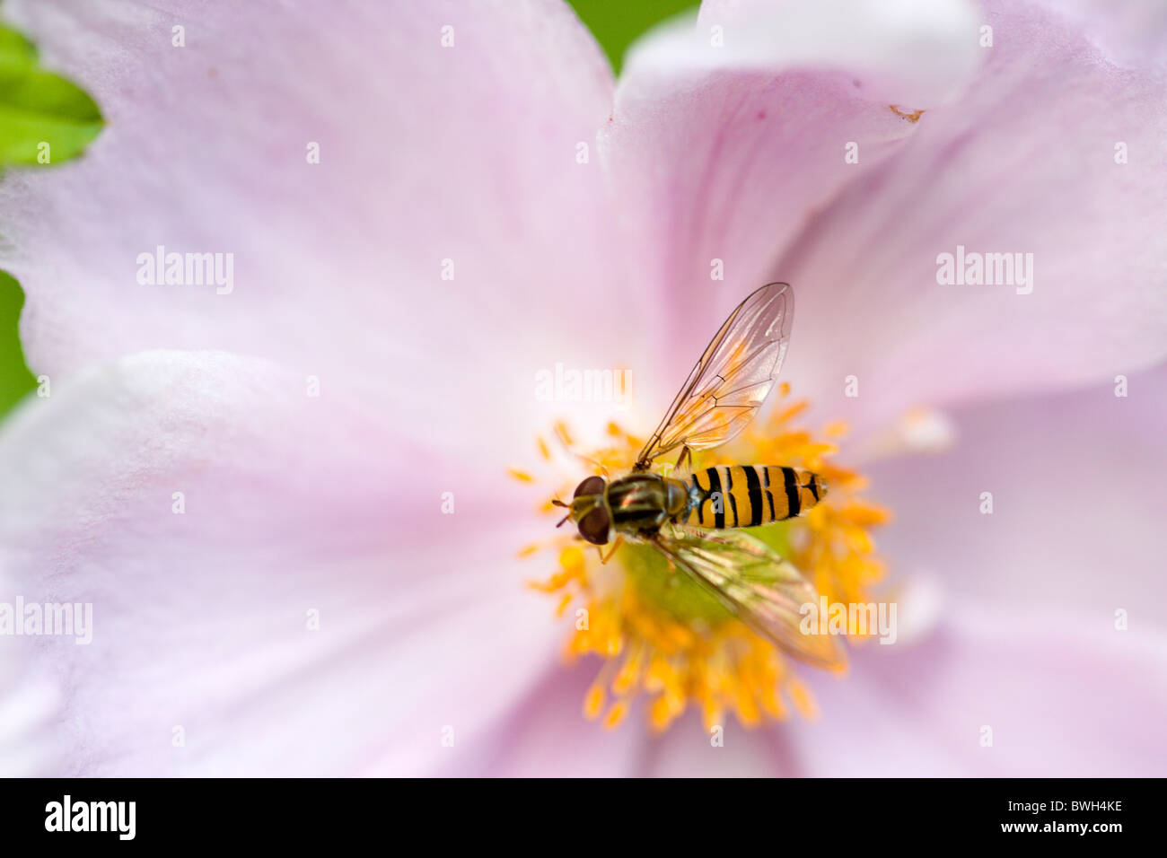 Syrphid flies hi-res stock photography and images - Alamy