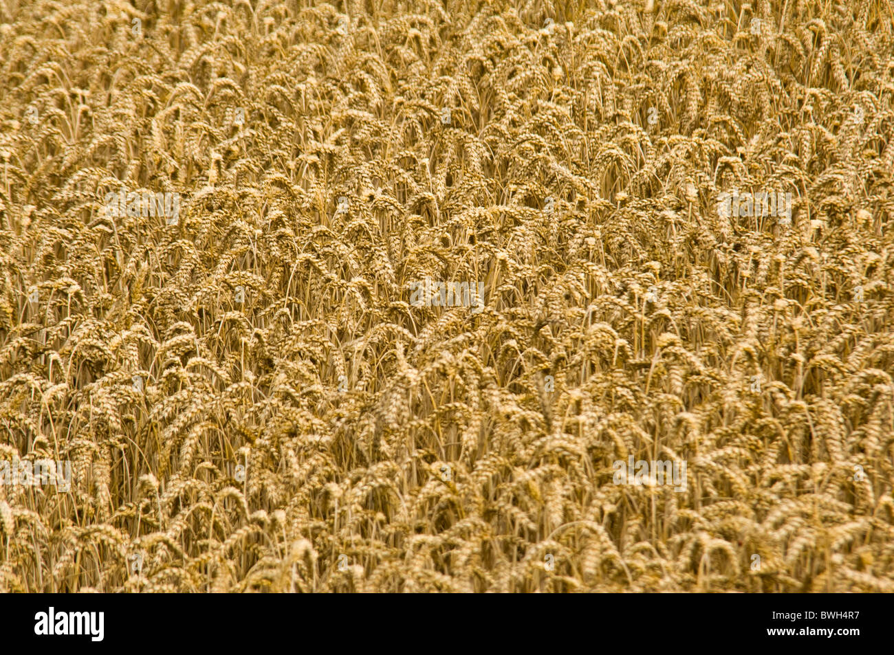 Horizontal wide angle view across a field full of ripened golden wheat ...