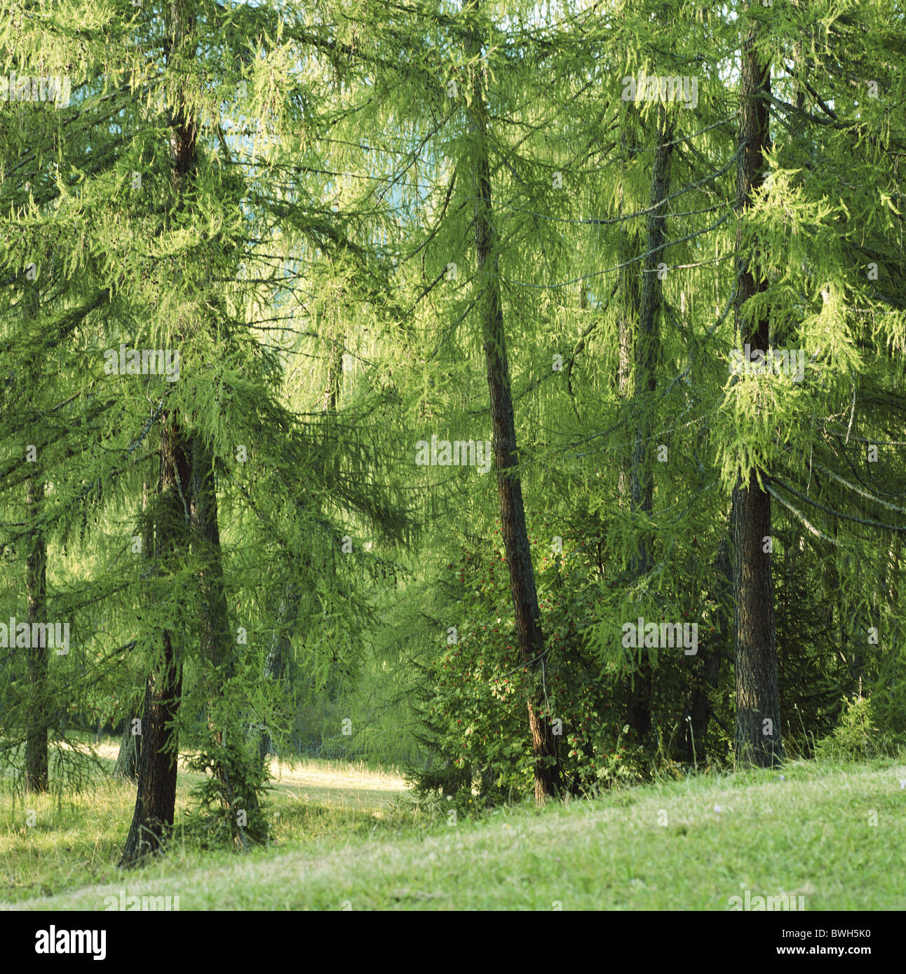 Alpine tree hi-res stock photography and images - Alamy