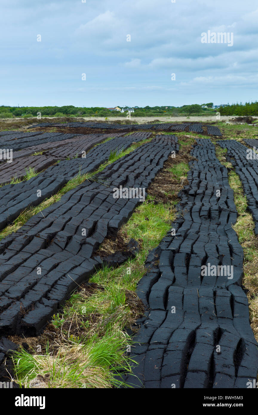Turf cut by machine laid out to dry at Mountrivers peat bog, County ...