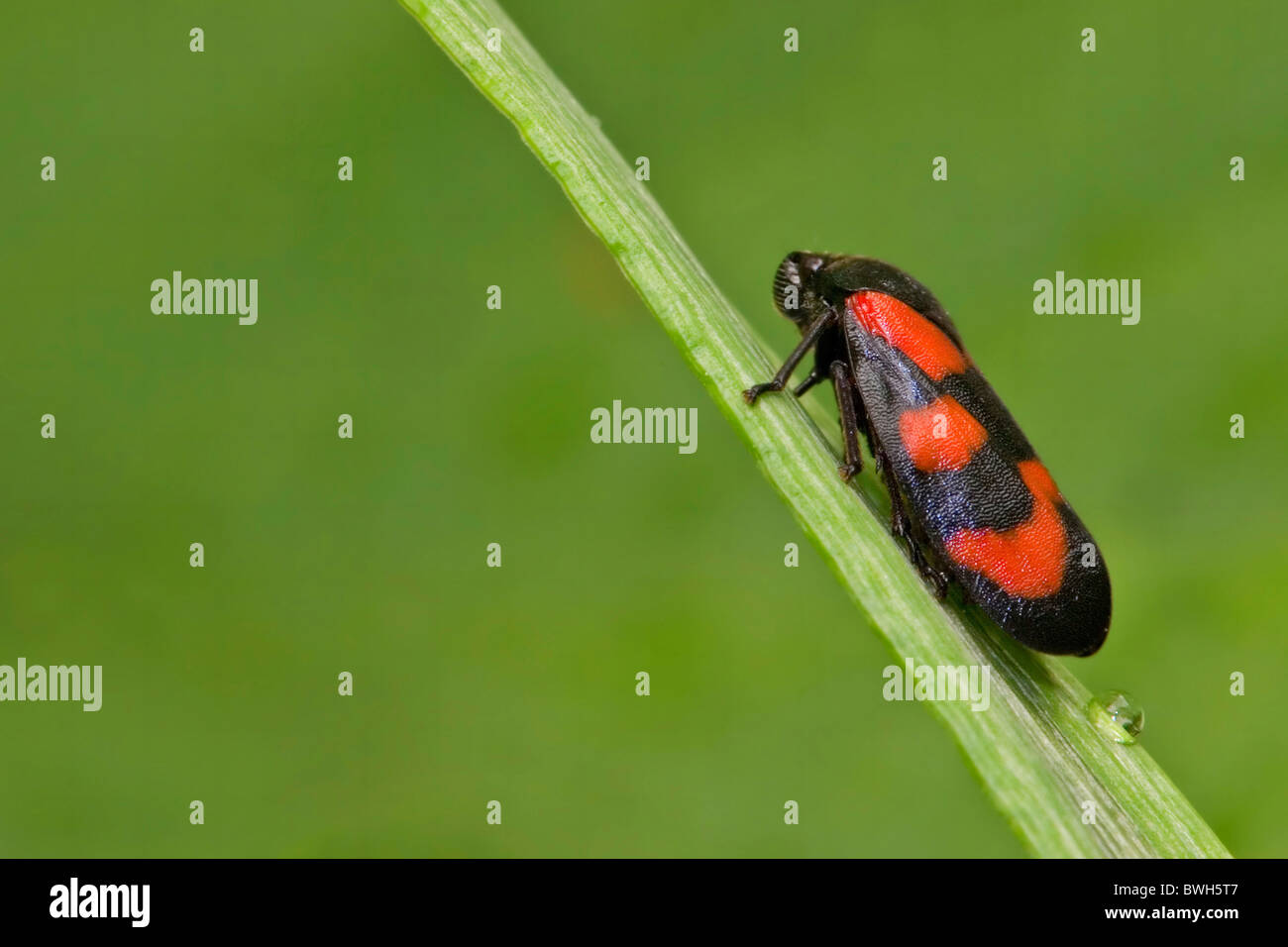 Froghoppers hi-res stock photography and images - Alamy