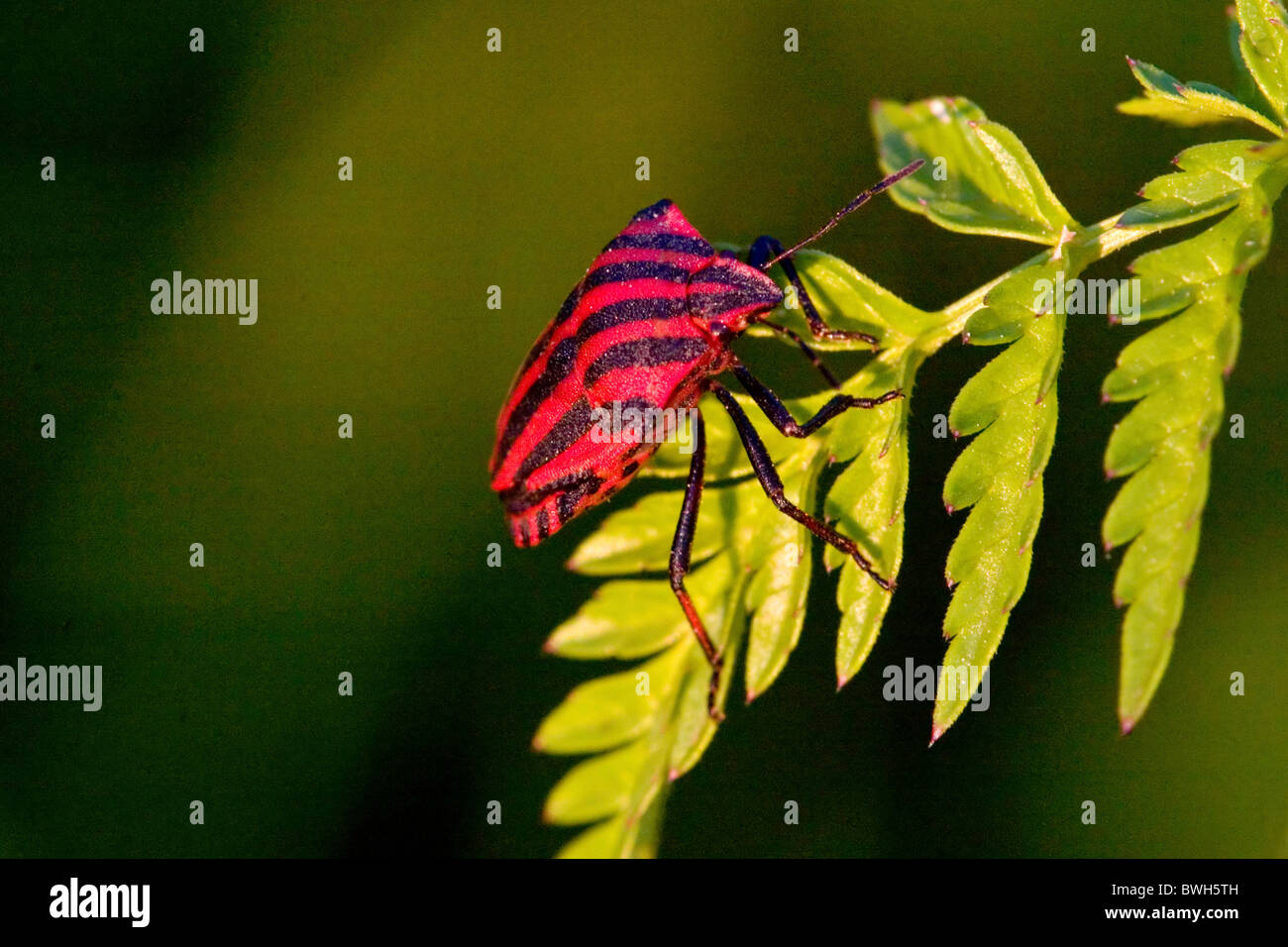 striped stink bug Stock Photo - Alamy