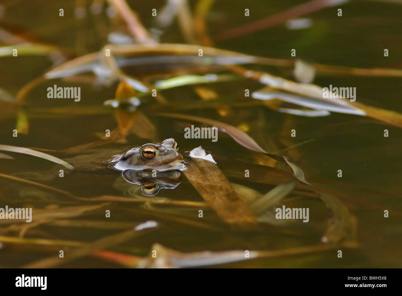 Sea toads hi-res stock photography and images - Alamy