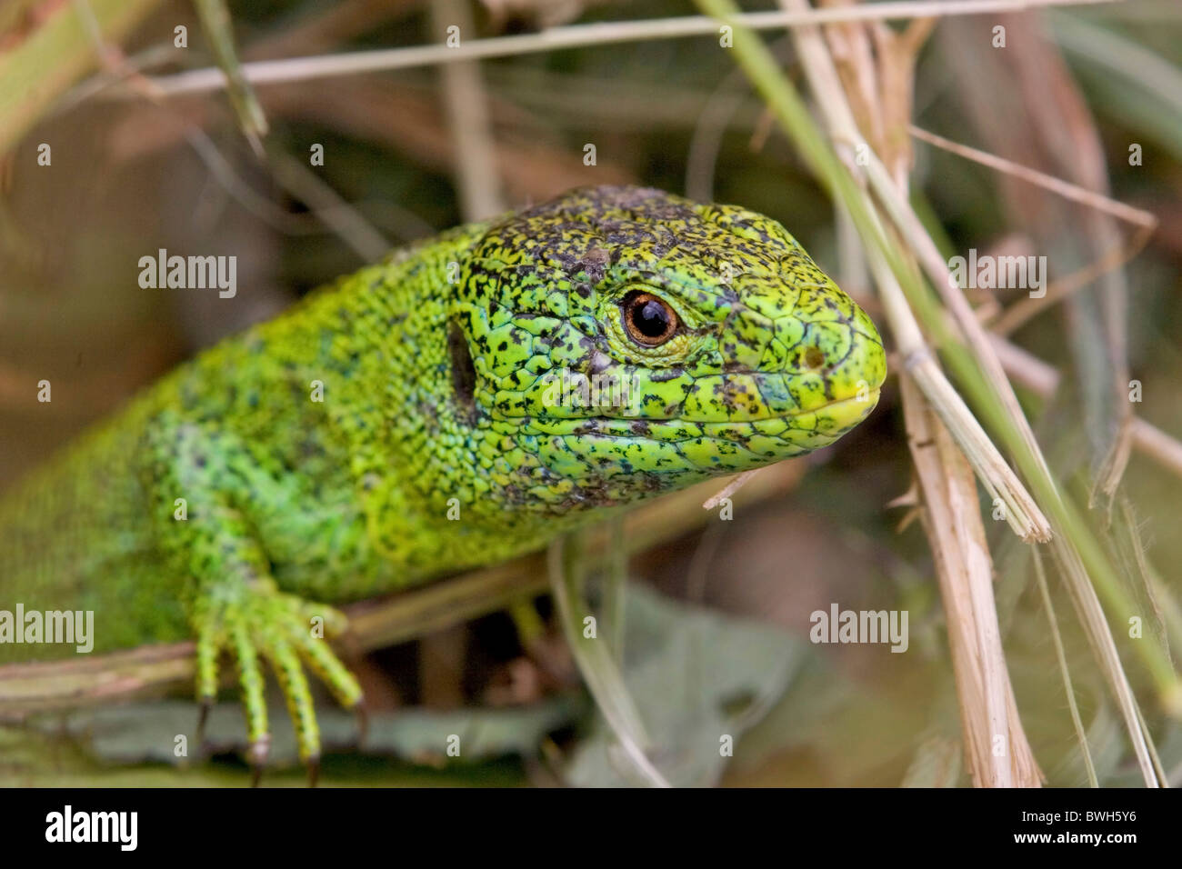 Lateral view of lizard head hi-res stock photography and images - Alamy