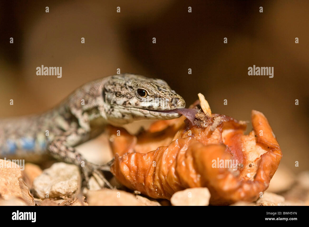 Common wall lizard eats hi-res stock photography and images - Alamy