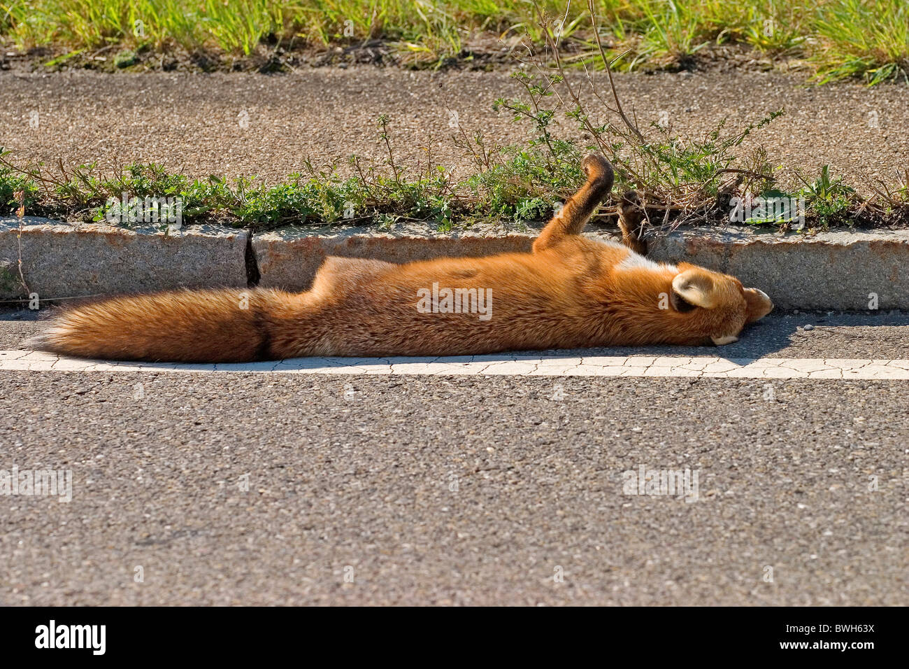 dead fox at the roadside Stock Photo - Alamy
