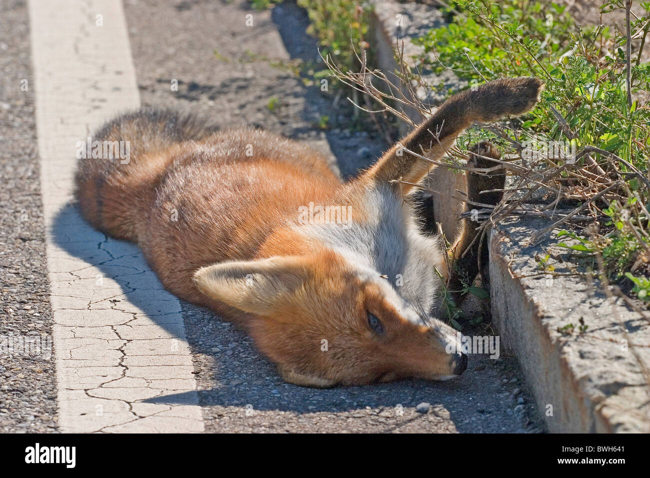 dead fox at the roadside Stock Photo - Alamy