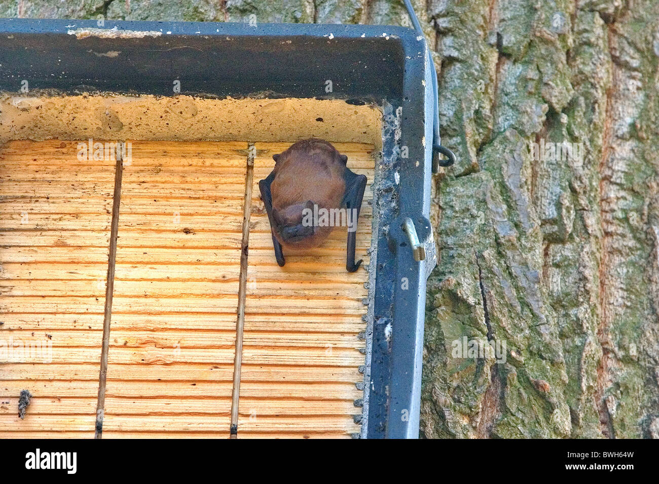 Wooden nesting box for bats hi-res stock photography and images - Alamy