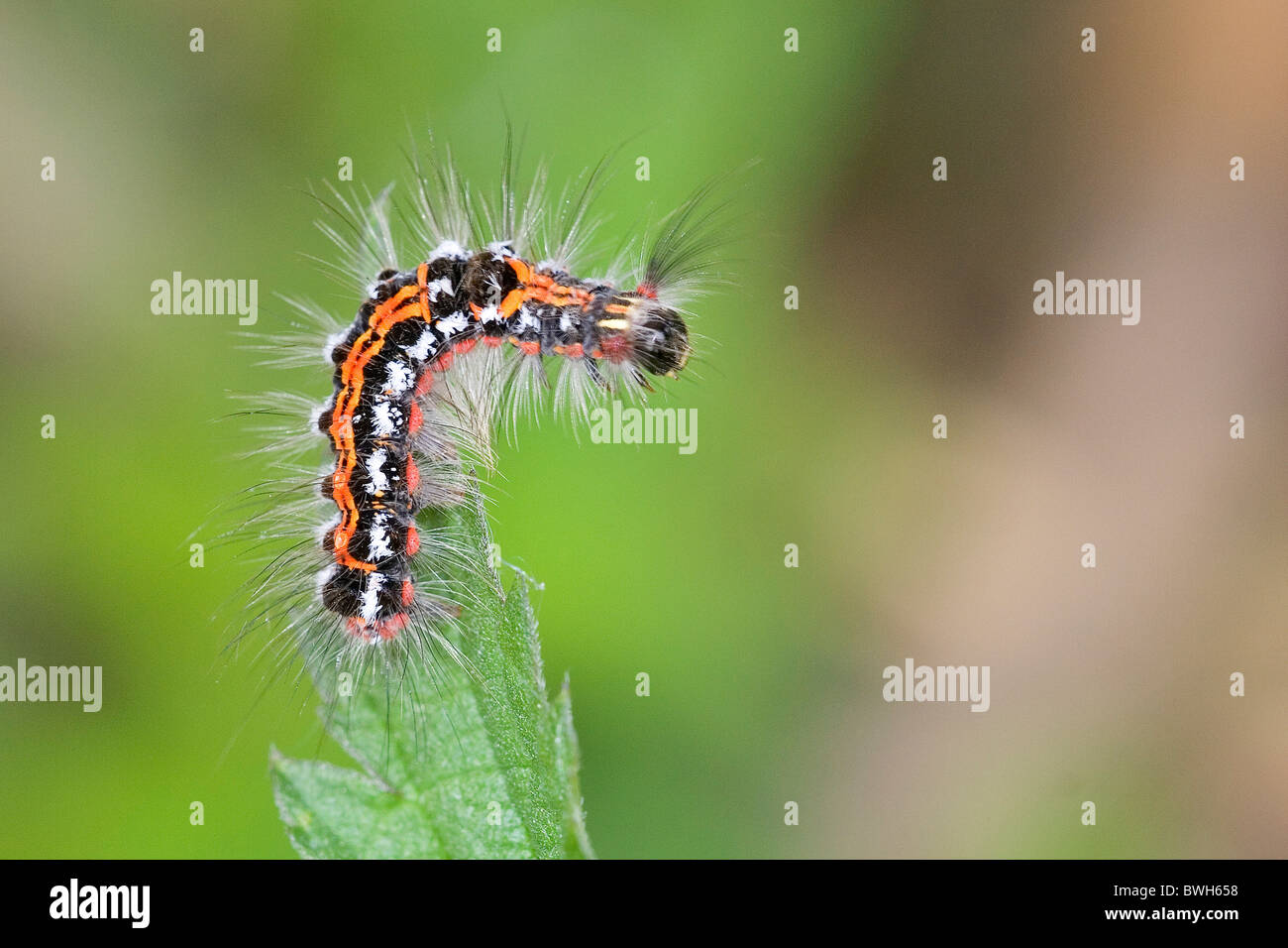 Butterfly larvas hi-res stock photography and images - Alamy