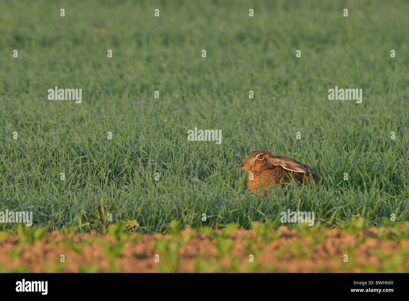 Hare side profile hi-res stock photography and images - Alamy