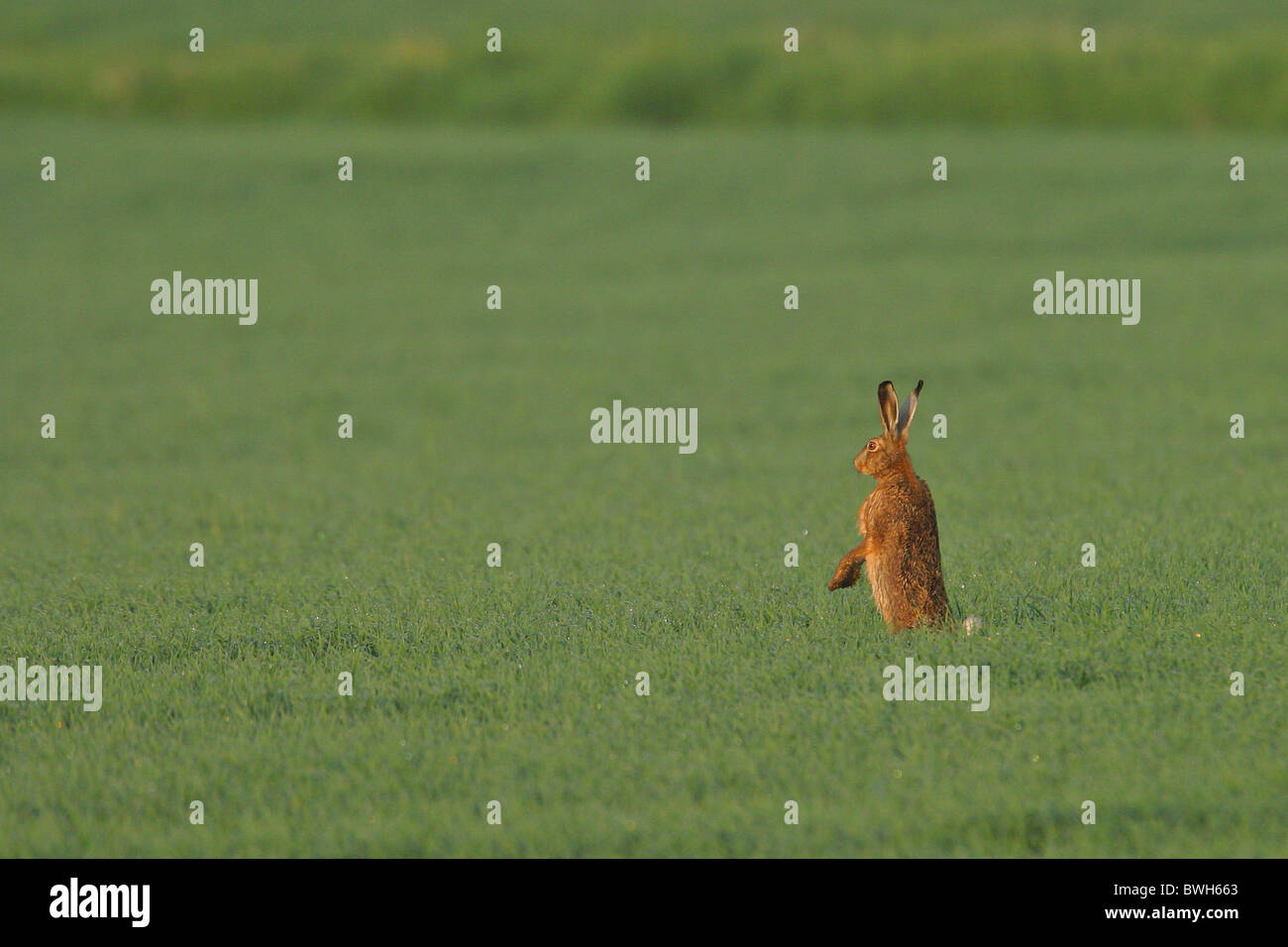 Hare greenfield hi-res stock photography and images - Alamy