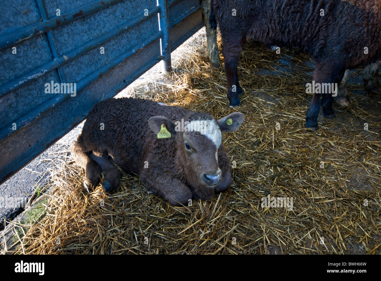 Calf laying in straw hi-res stock photography and images - Alamy
