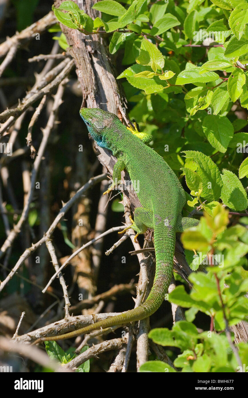 western green lizard Stock Photo - Alamy