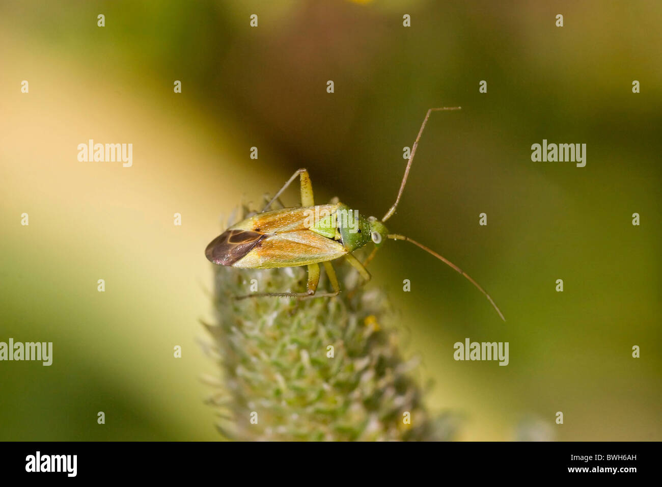 Potato bug hi-res stock photography and images - Alamy