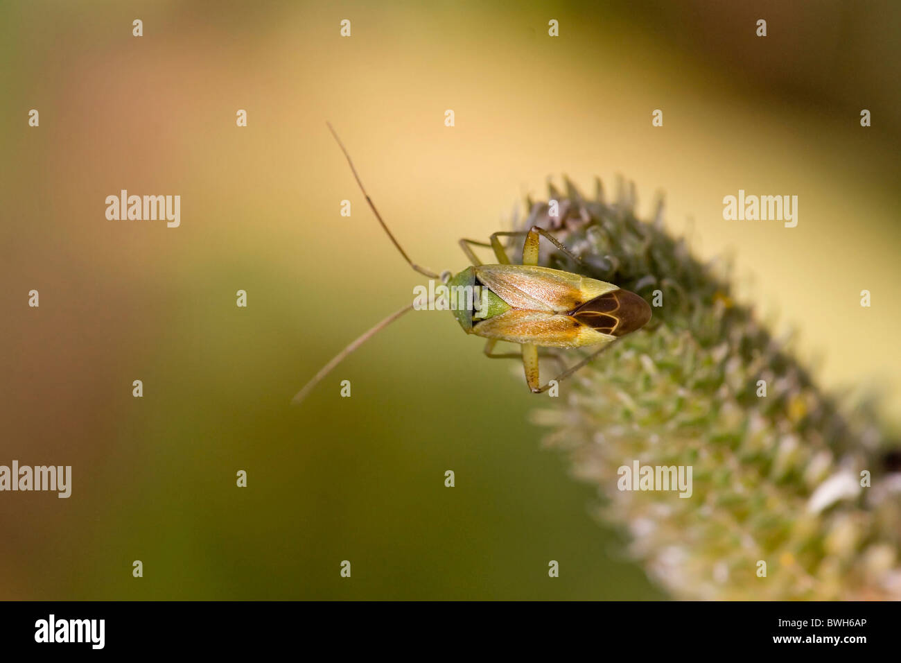 Potato bug hi-res stock photography and images - Alamy