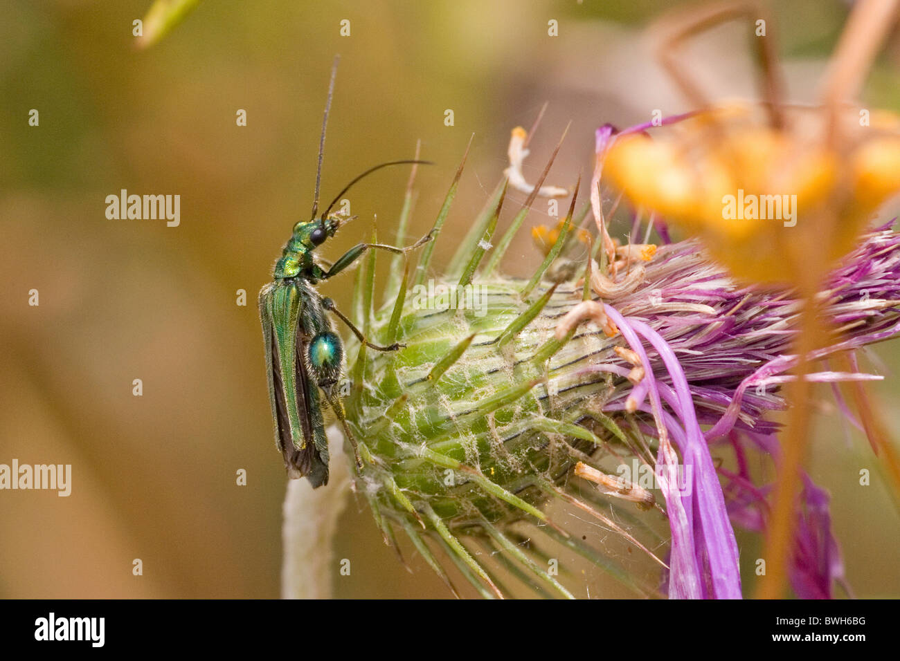 false blister beetle Stock Photo - Alamy