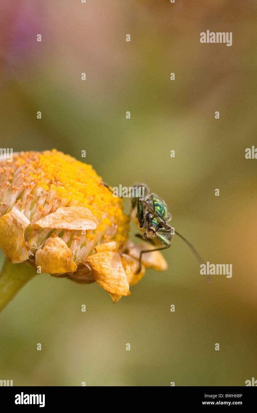 False blister beetles hi-res stock photography and images - Alamy