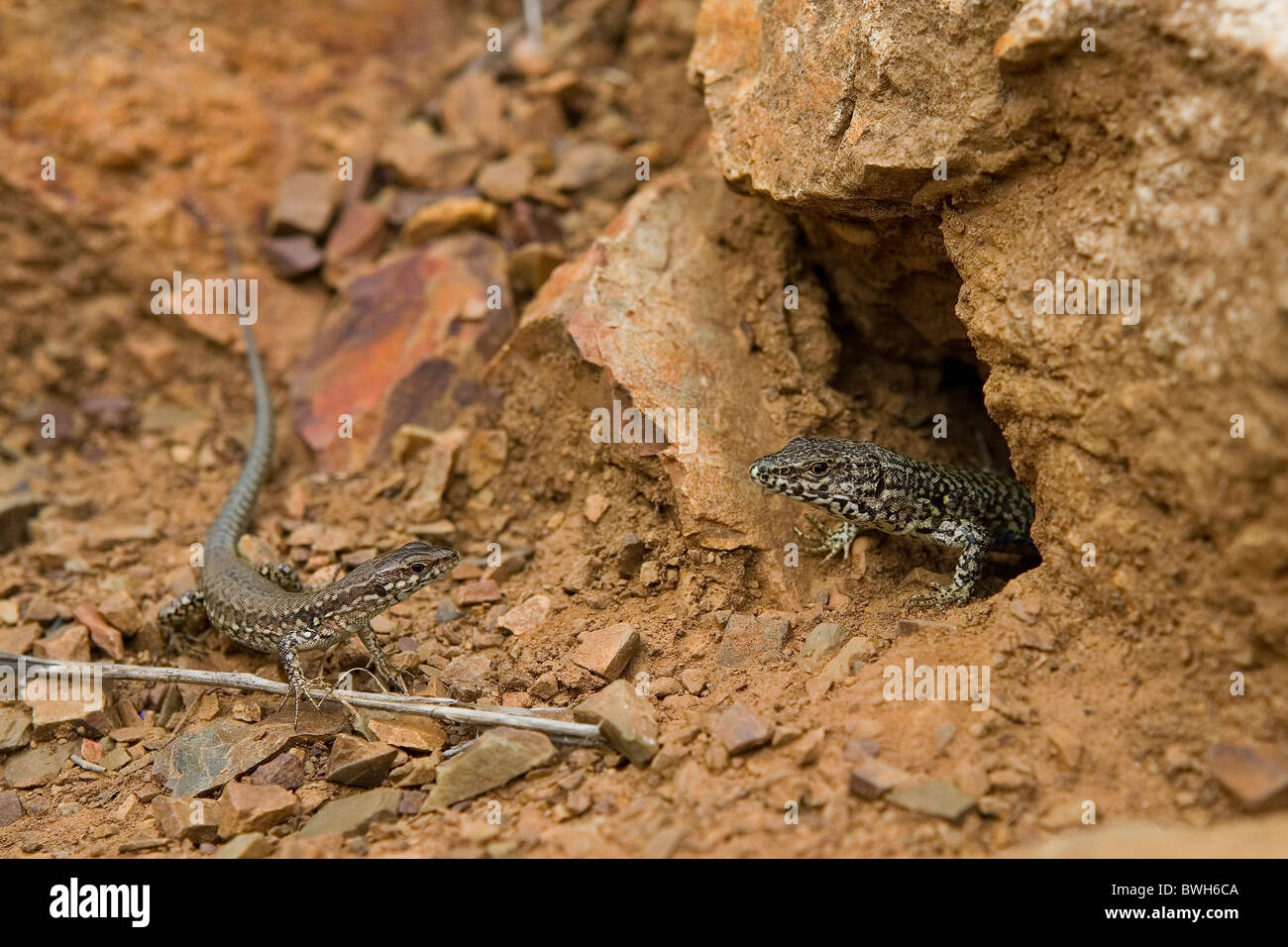 Lizards profile hi-res stock photography and images - Alamy