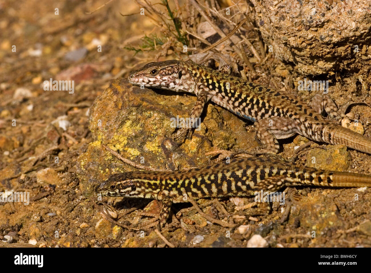 Lizards profile hi-res stock photography and images - Alamy