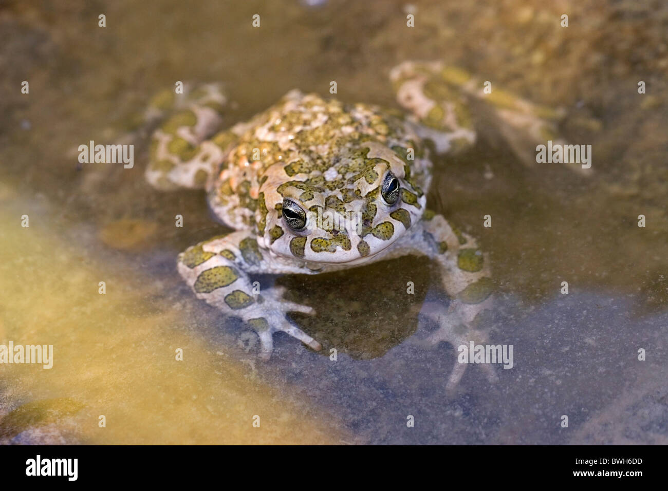 European green toad Stock Photo - Alamy