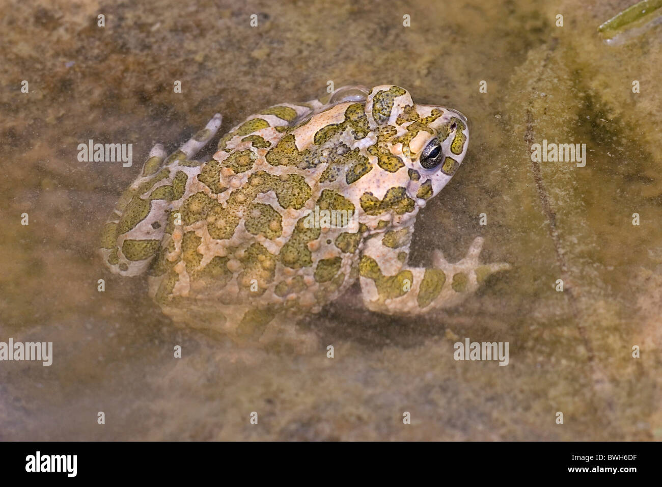 European green toad Stock Photo - Alamy