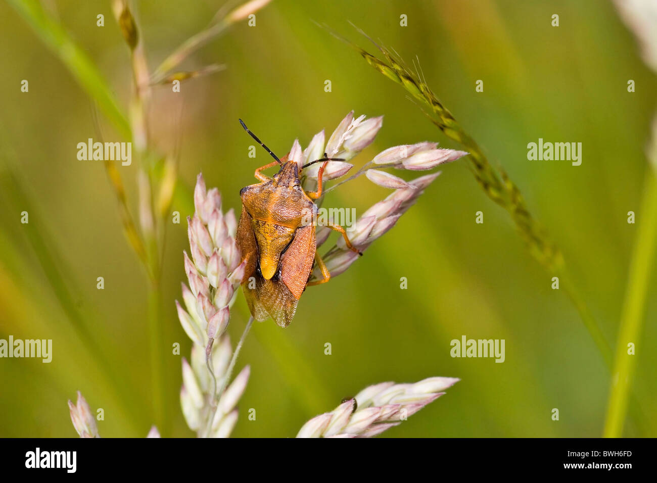 Hemiptera bed bugs hi-res stock photography and images - Alamy