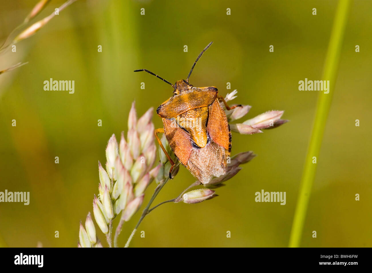 Adult bedbugs hi-res stock photography and images - Alamy