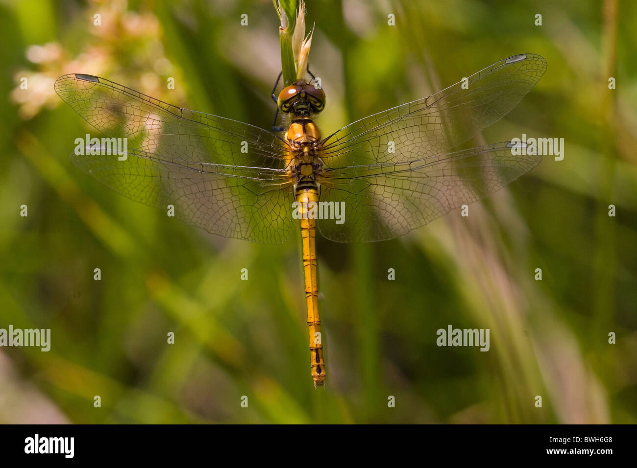 Dragonfly from above hi-res stock photography and images - Alamy
