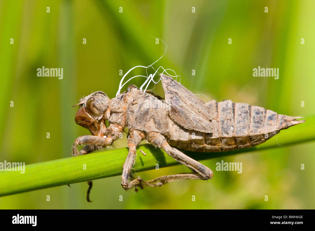 Insect Husks High Resolution Stock Photography and Images - Alamy