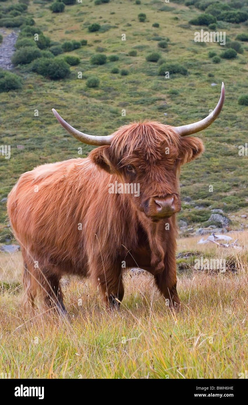 Solo highland cow hi-res stock photography and images - Alamy