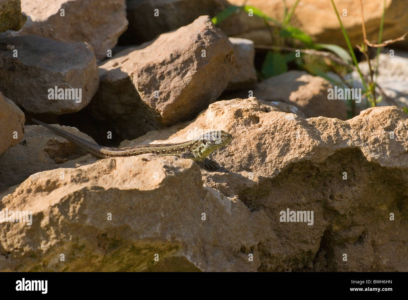 brown sand lizard Stock Photo - Alamy