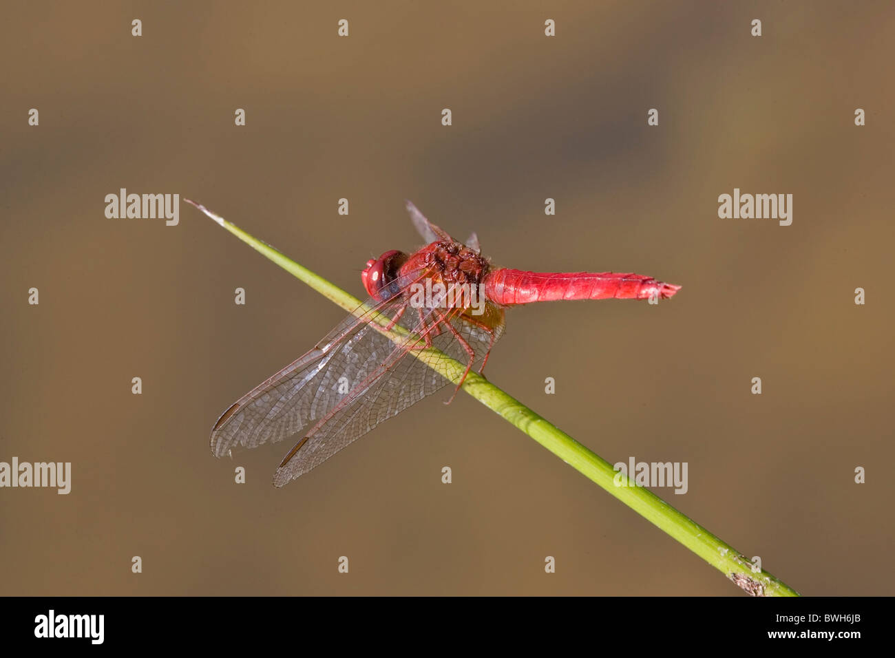 Scarlet percher hi-res stock photography and images - Alamy