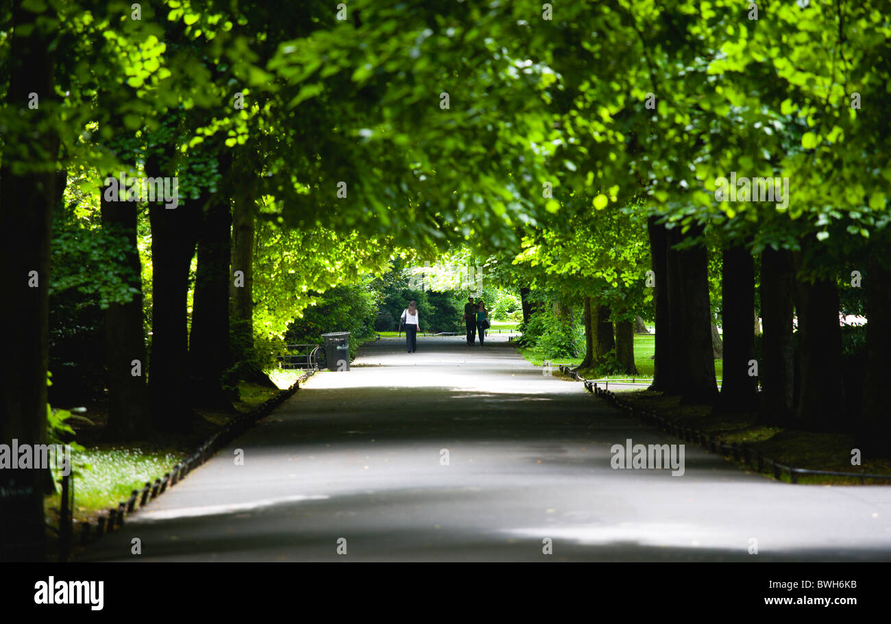 Ireland County Dublin City People on Lime Walk in shade of trees in ...