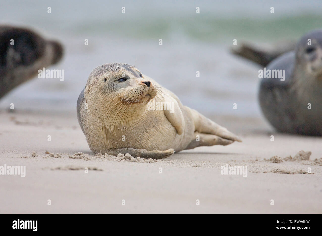 Cynoidea hi-res stock photography and images - Alamy