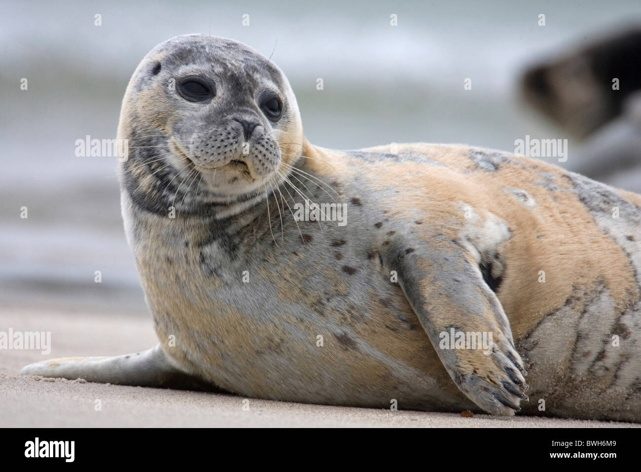 Cynoidea hi-res stock photography and images - Alamy