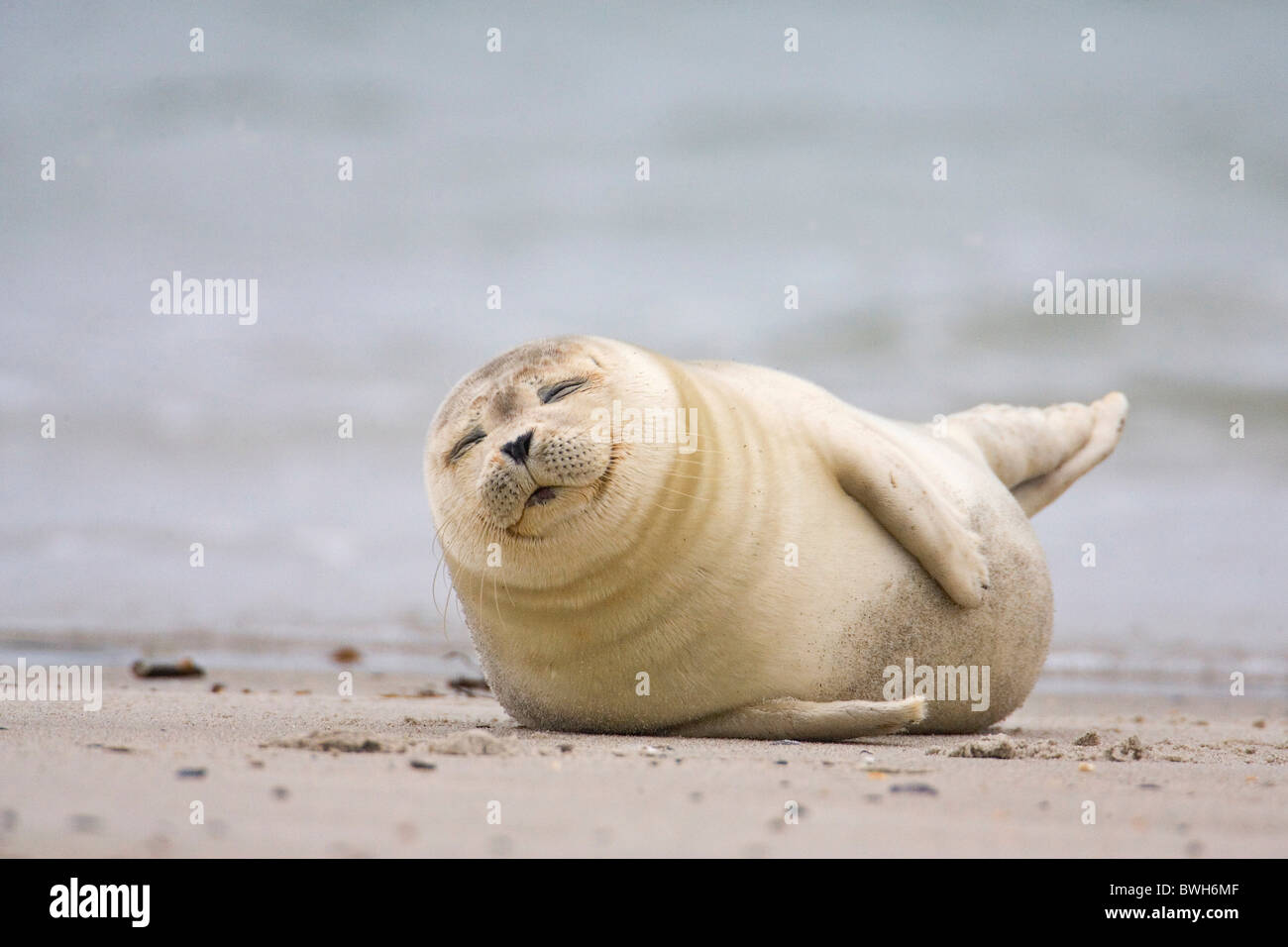 Idle seal hi-res stock photography and images - Alamy