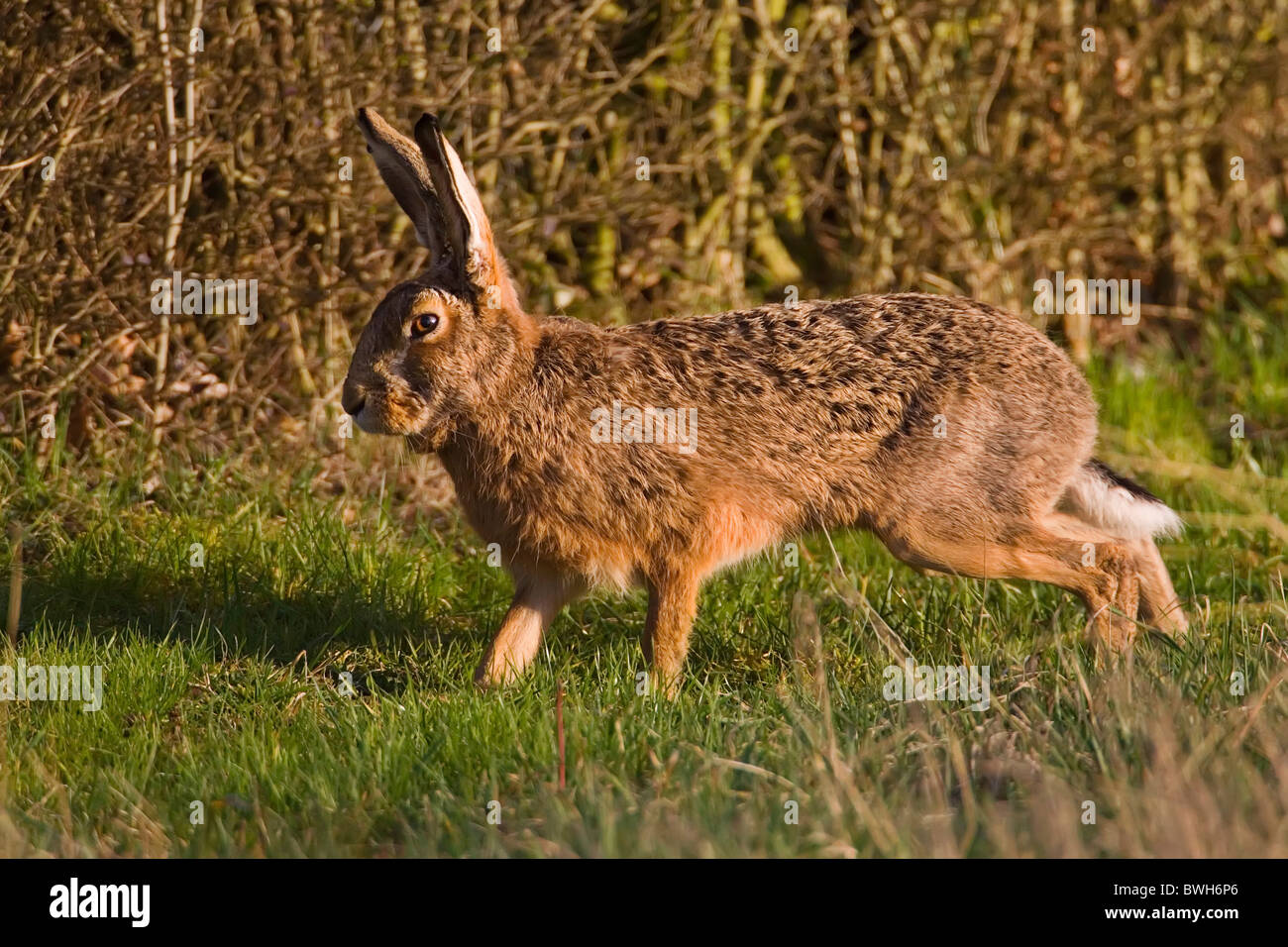 scampering hare rabbit Stock Photo - Alamy