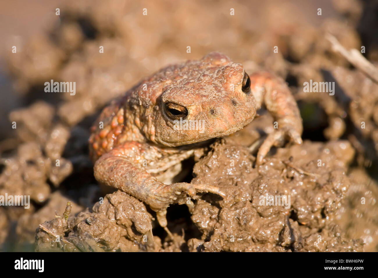 Toad mud hi-res stock photography and images - Alamy