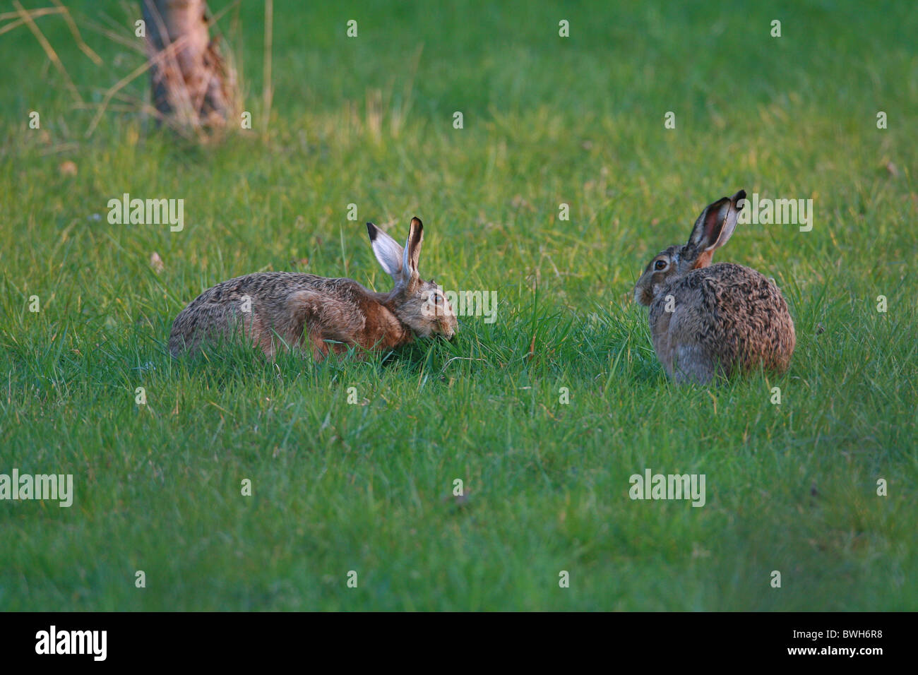 eating hare rabbit Stock Photo - Alamy