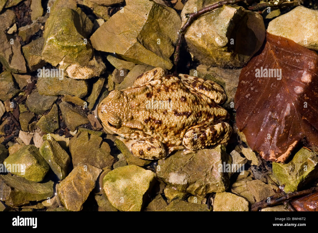 Pebble toad hi-res stock photography and images - Alamy